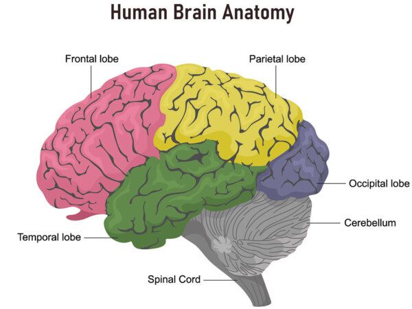 ¿CUÁLES son los CEREBROS del SER HUMANO? DESCÚBRELO AQUÍ