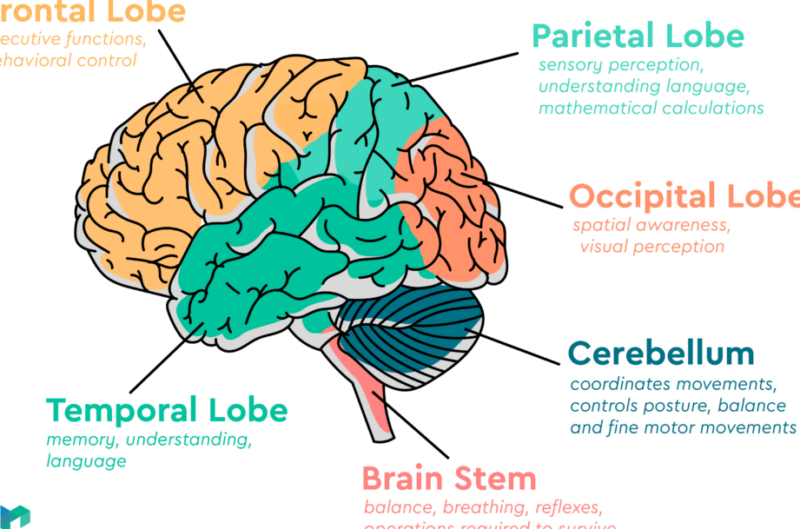 LOS PROCESOS PSICOLÓGICOS SUPERIORES: CLAVE EN COGNICIÓN